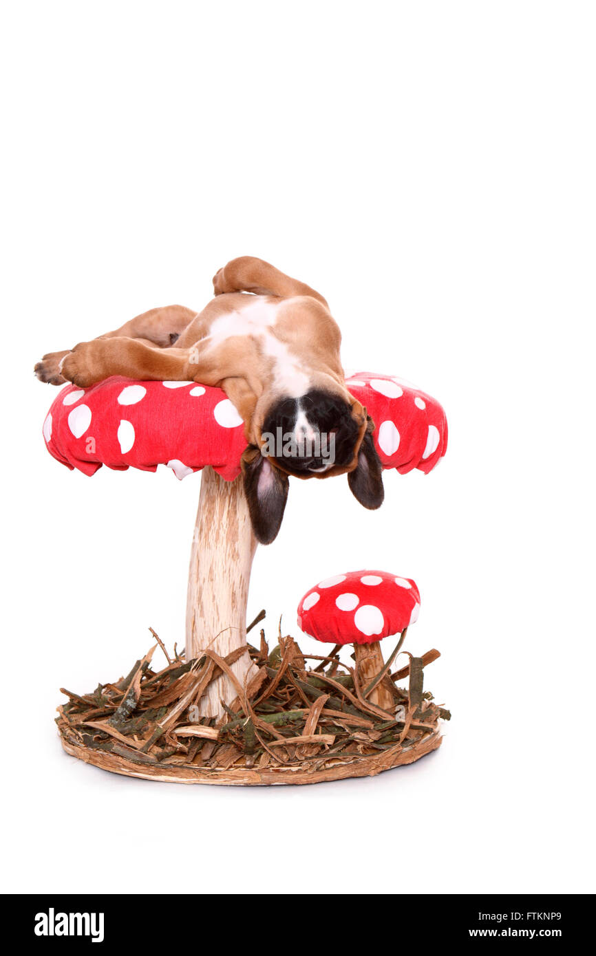 German Boxer. Puppy (6 weeks old) sleeping on a big Fly Agaric. Studio ...