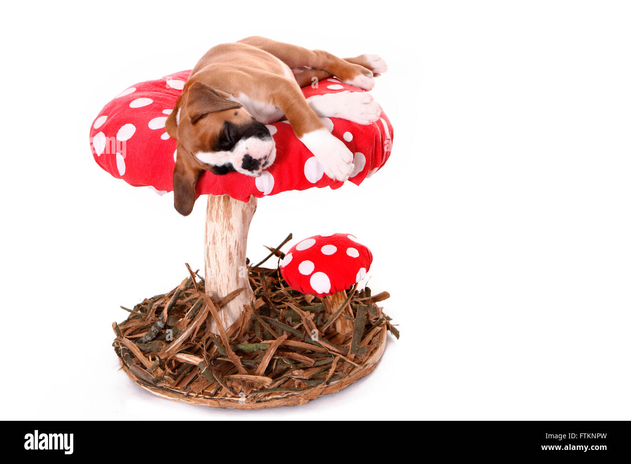 German Boxer. Puppy (6 weeks old) sleeping on a big Fly Agaric. Studio ...