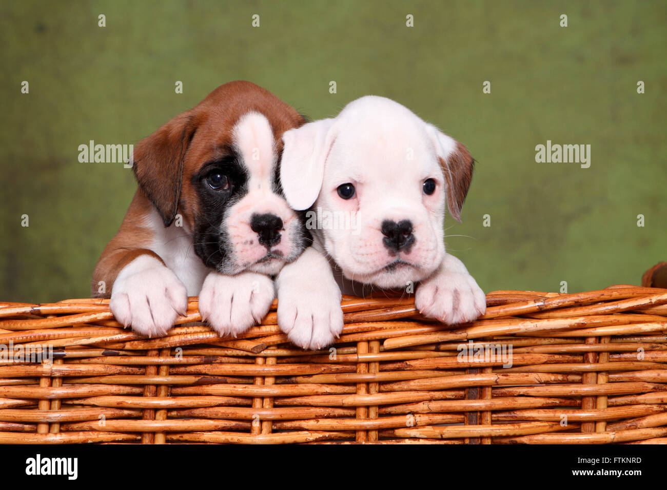 German Boxer. Two puppies (6 weeks old) looking out from a wicker ...