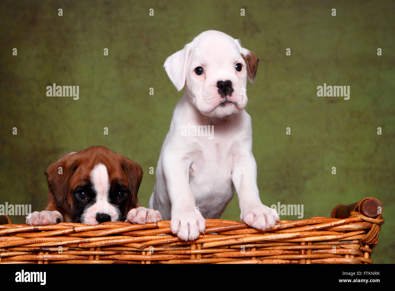 Fawn Boxer Puppies 6 Weeks