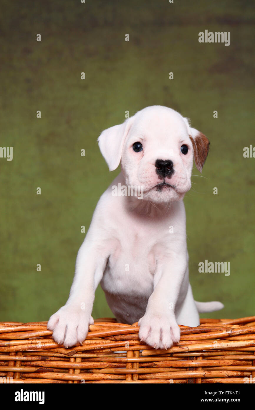 German Boxer. Puppy (6 weeks old) looking out from a wicker basket ...