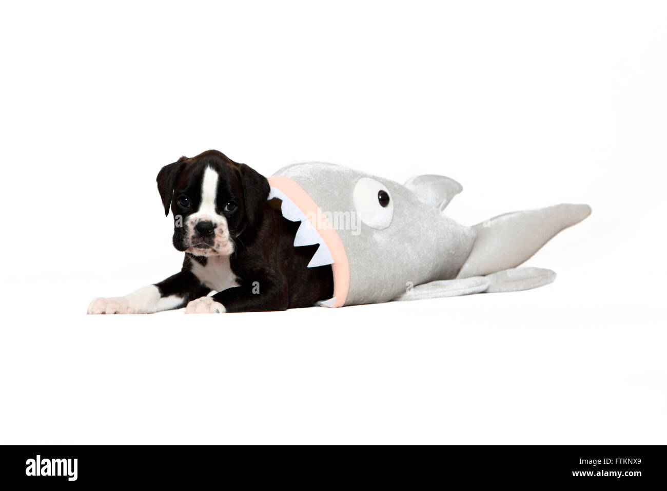 Baby shark Cut Out Stock Images & Pictures - Alamy