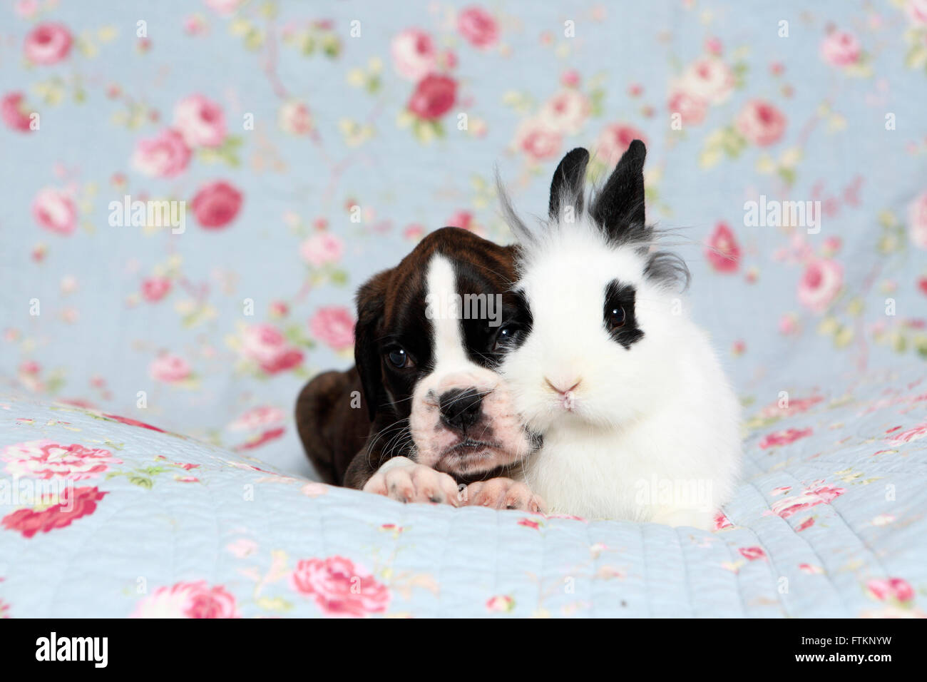 Dwarf boxer hi-res stock photography and images - Alamy