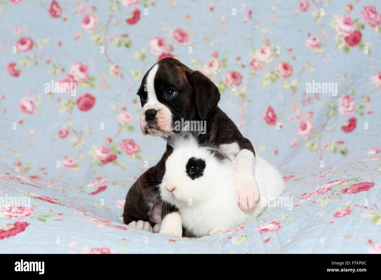 Dwarf boxer hi-res stock photography and images - Alamy