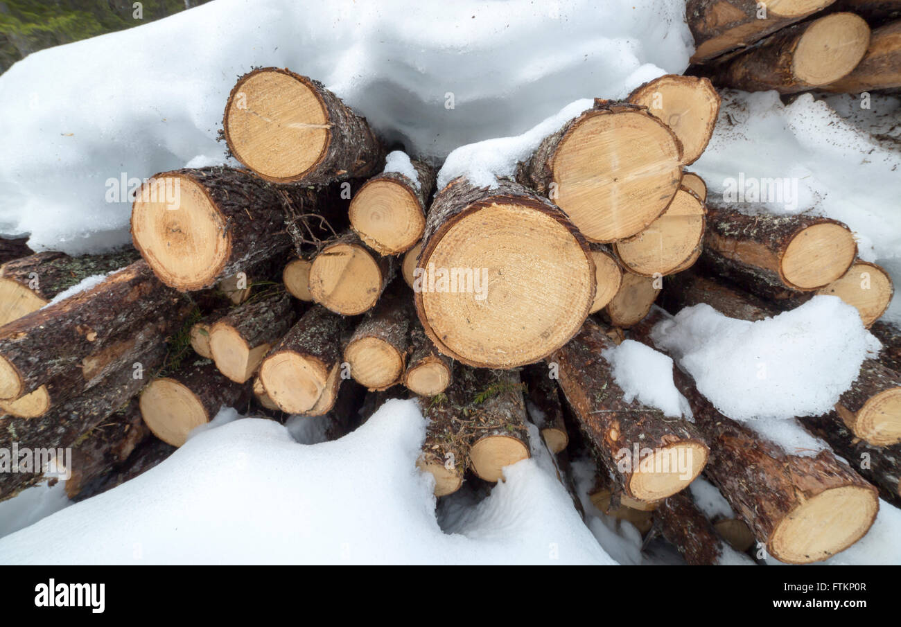 Stacked Pine Logs covered with snow Stock Photo - Alamy