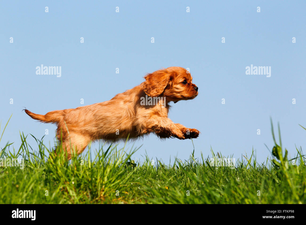 Cavalier King Charles Spaniel. Puppy (9 weeks old) running on a meadow ...