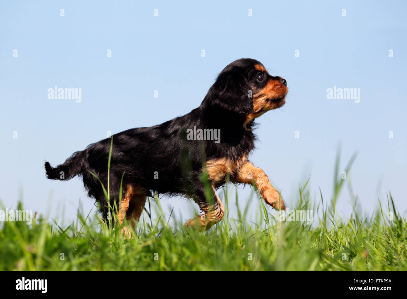 Cavalier king charles spaniel jumping hi-res stock photography and ...
