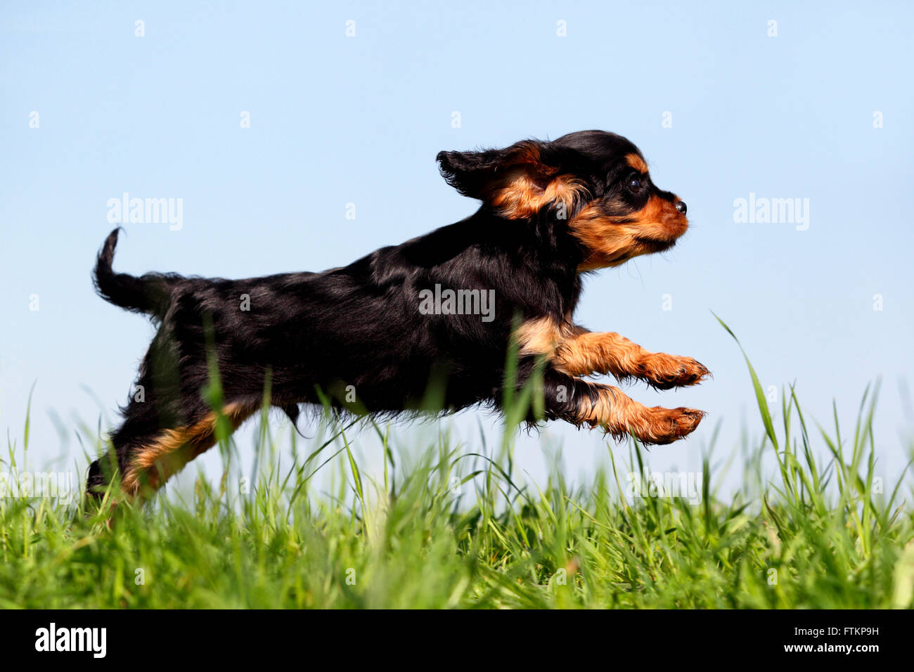 Cavalier King Charles Spaniel. Puppy (9 weeks old) running on a meadow ...