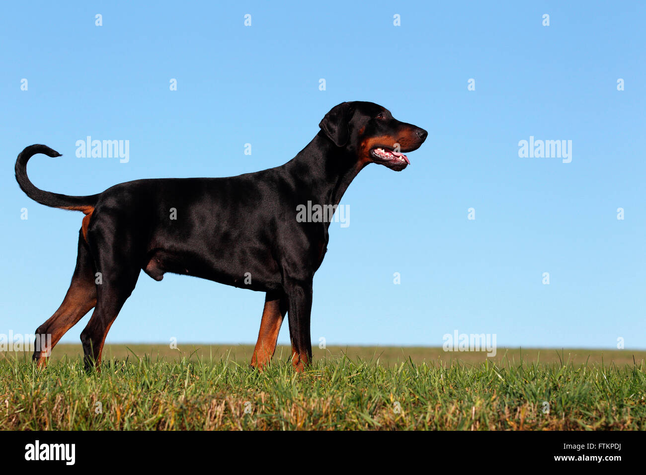 Doberman Pinscher. Adult male standing on a meadow. Germany Stock Photo ...