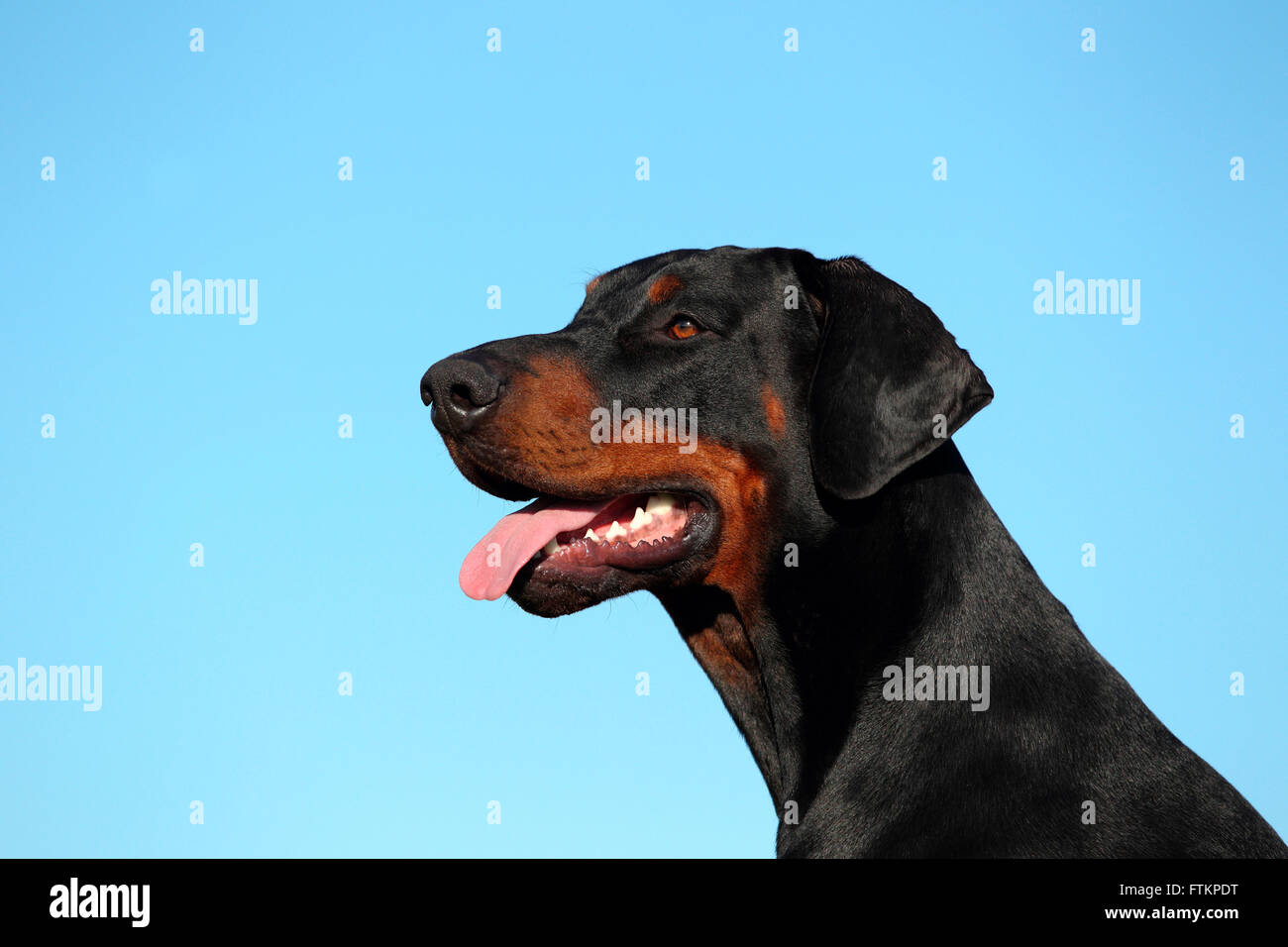 Doberman Pinscher. Portrait of adult male. Germany Stock Photo - Alamy