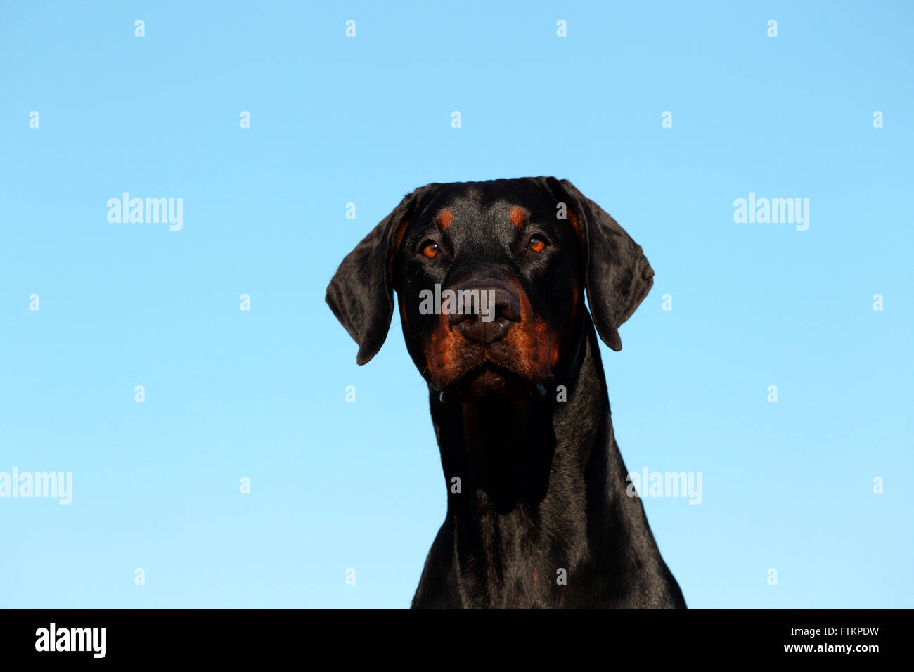 Doberman Pinscher. Portrait of adult male. Germany Stock Photo - Alamy