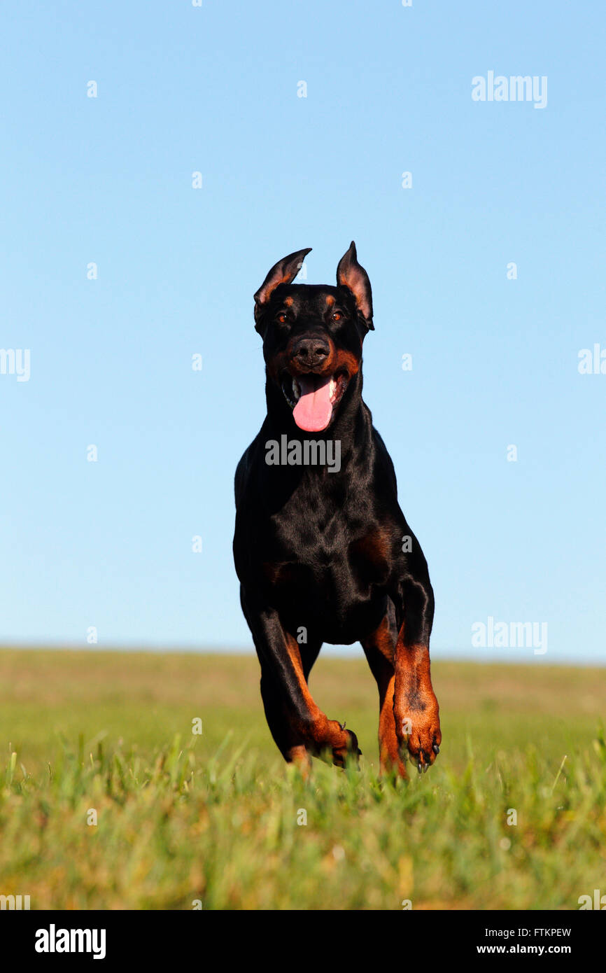 Doberman Pinscher. Adult male running on a meadow towards the camera ...