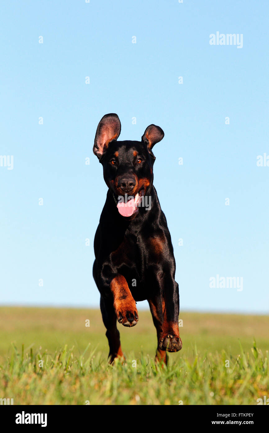 Running doberman pinscher male hi-res stock photography and images - Alamy