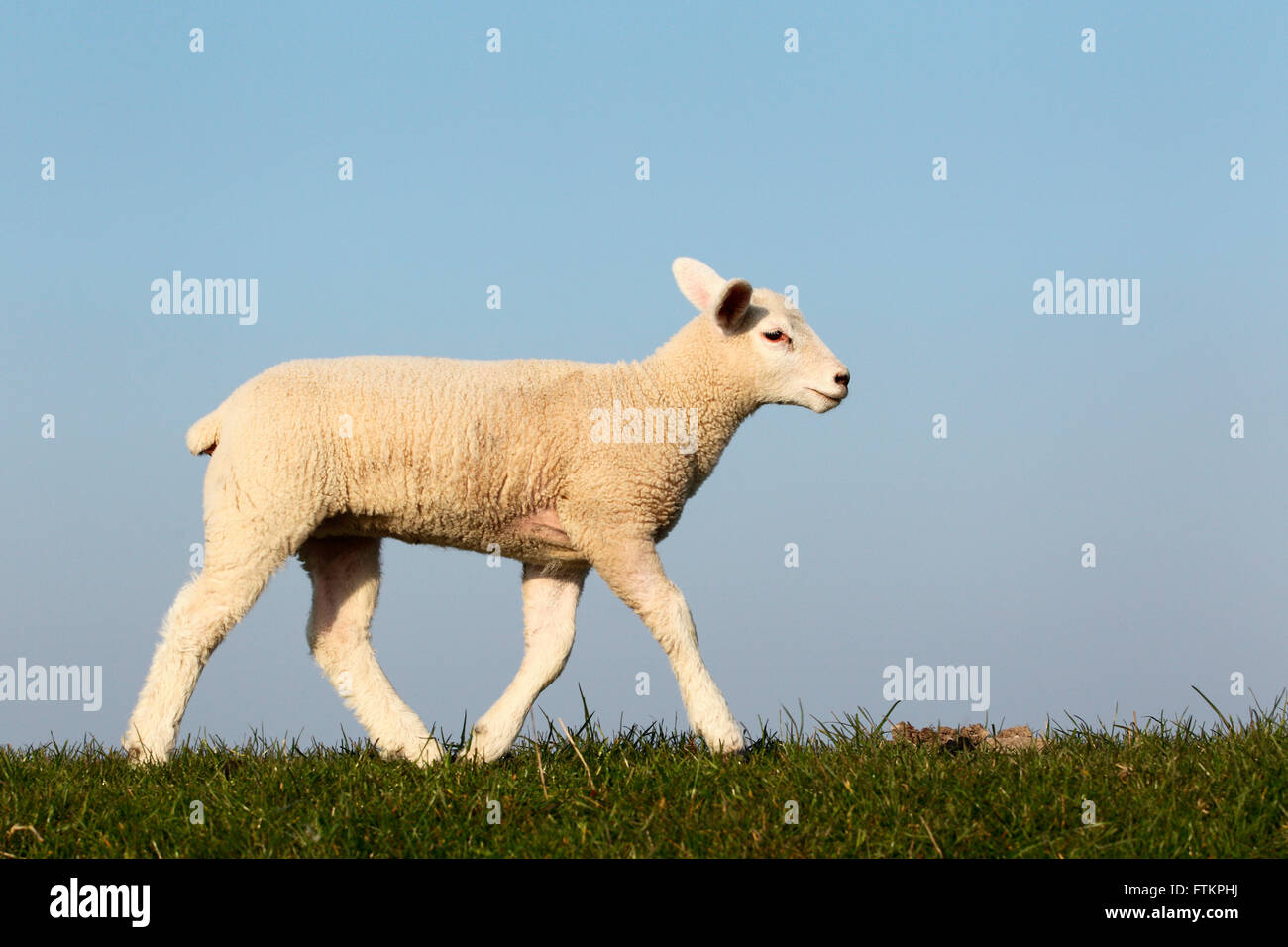 Domestic Sheep. Lamb walking on a dyke. Germany Stock Photo - Alamy