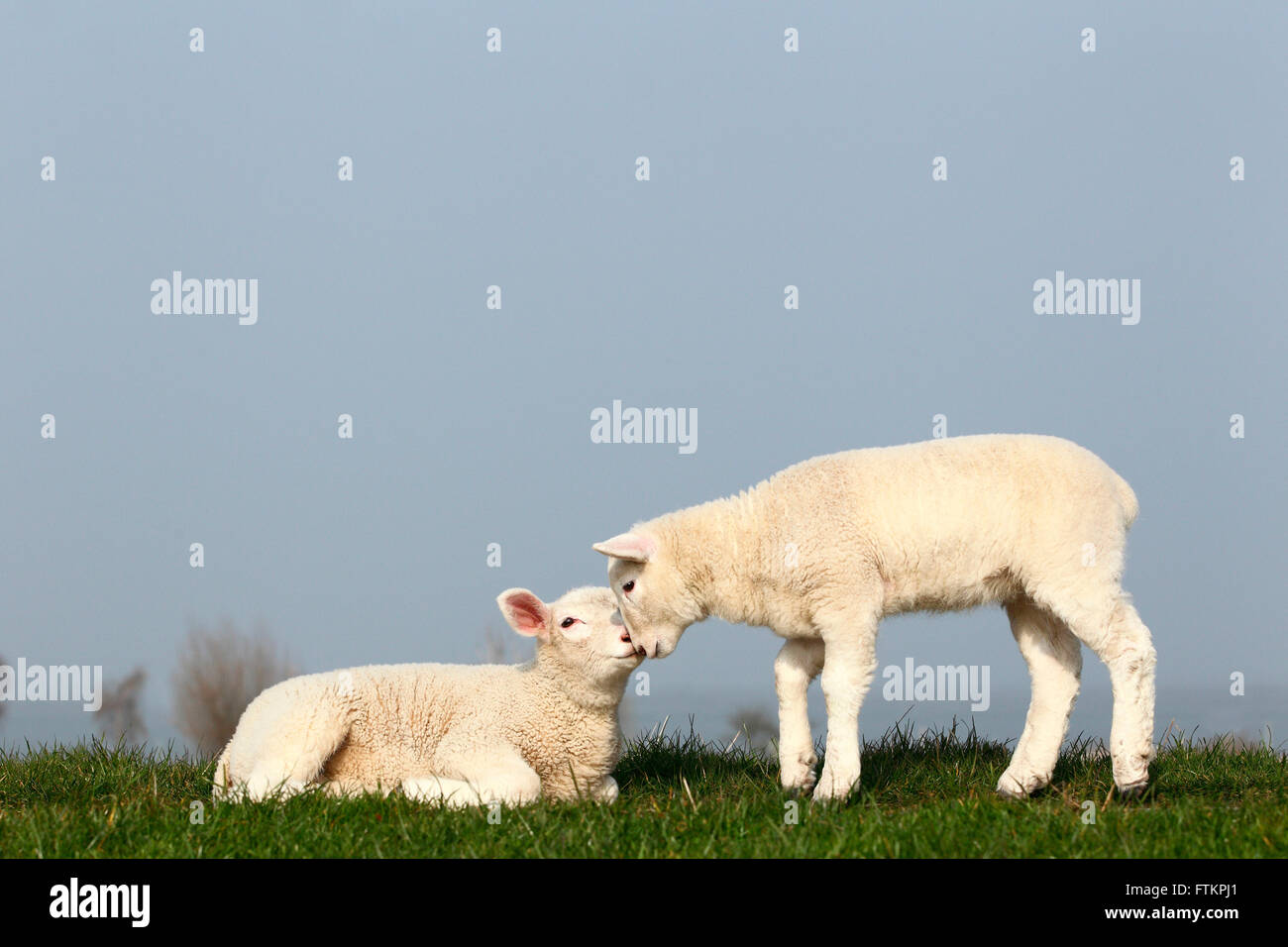 Domestic Sheep. Two lambs sniffing at each other on a dyke Stock Photo ...