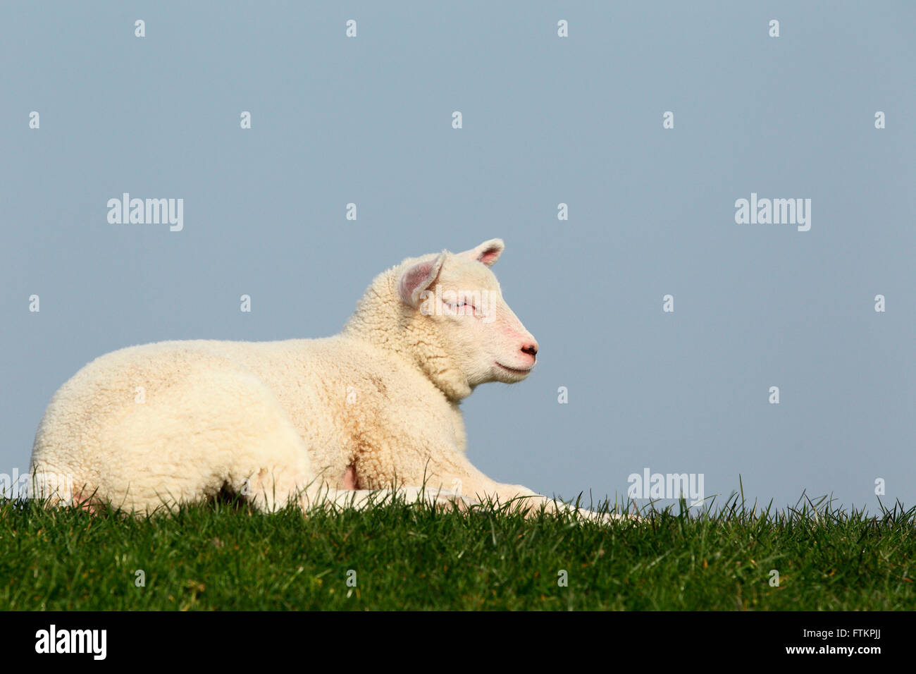 Lamb lying hi-res stock photography and images - Alamy