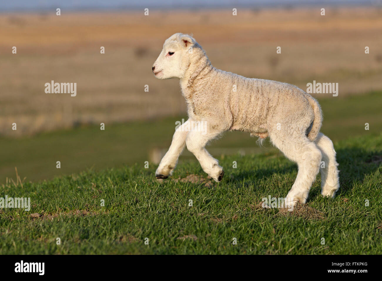 Running of the sheep hi-res stock photography and images - Alamy