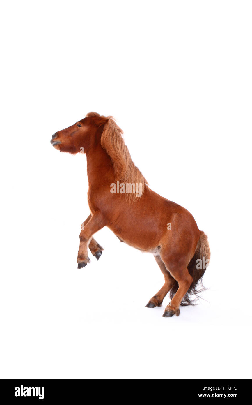 Shetland Pony. Chestnut mare rearing. Studio picture against a white ...
