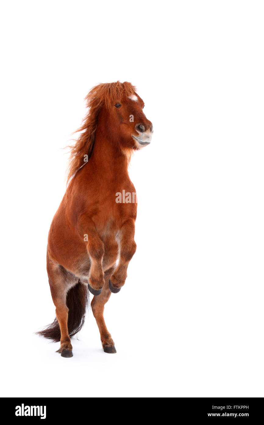 White rearing horse Cut Out Stock Images & Pictures - Alamy