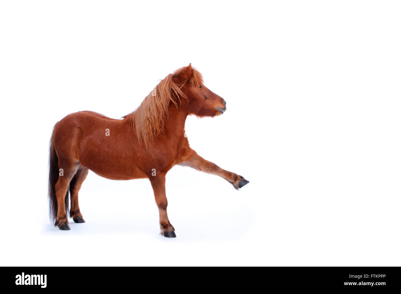 Shetland Pony. Chestnut mare standing with front leg raised. Studio ...