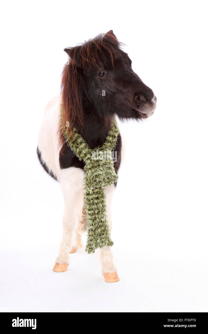 Shetland Pony. Piebald mare with muffler, standing. Studio picture ...