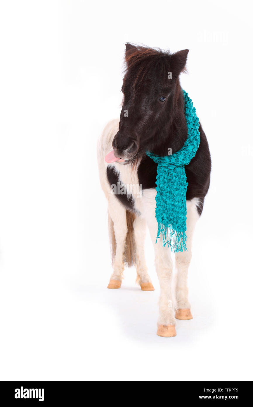 Shetland Pony. Piebald mare with muffler, standing with tongue sticked ...