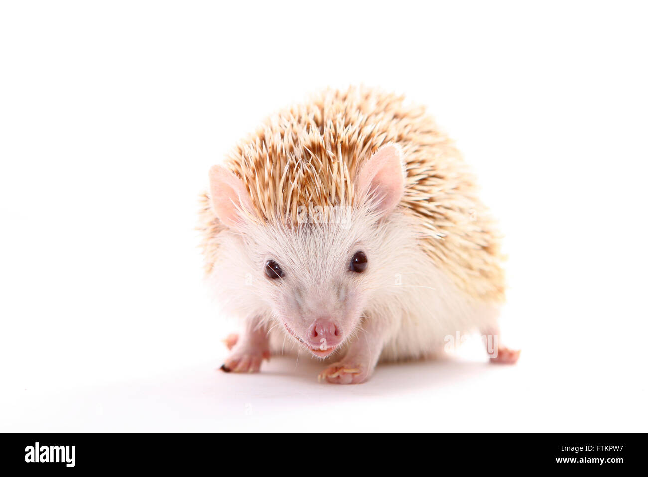 Four-toed Hedgehog, African Pygmy Hedgehog (Atelerix albiventris). Male ...