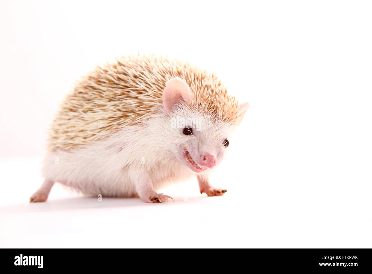 Four-toed Hedgehog, African Pygmy Hedgehog (Atelerix albiventris). Male ...