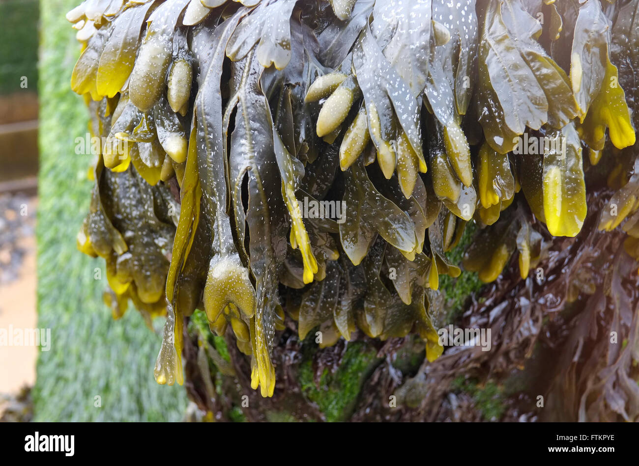 seaweed on old weathered groyne at sheringham, north norfolk, england ...