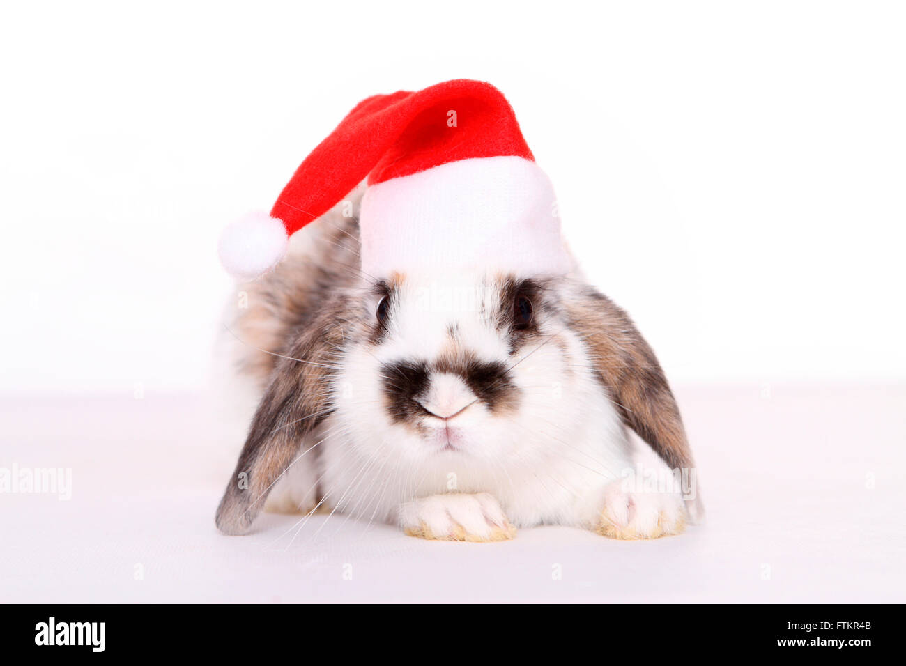 Rabbit wearing hat hi-res stock photography and images - Alamy