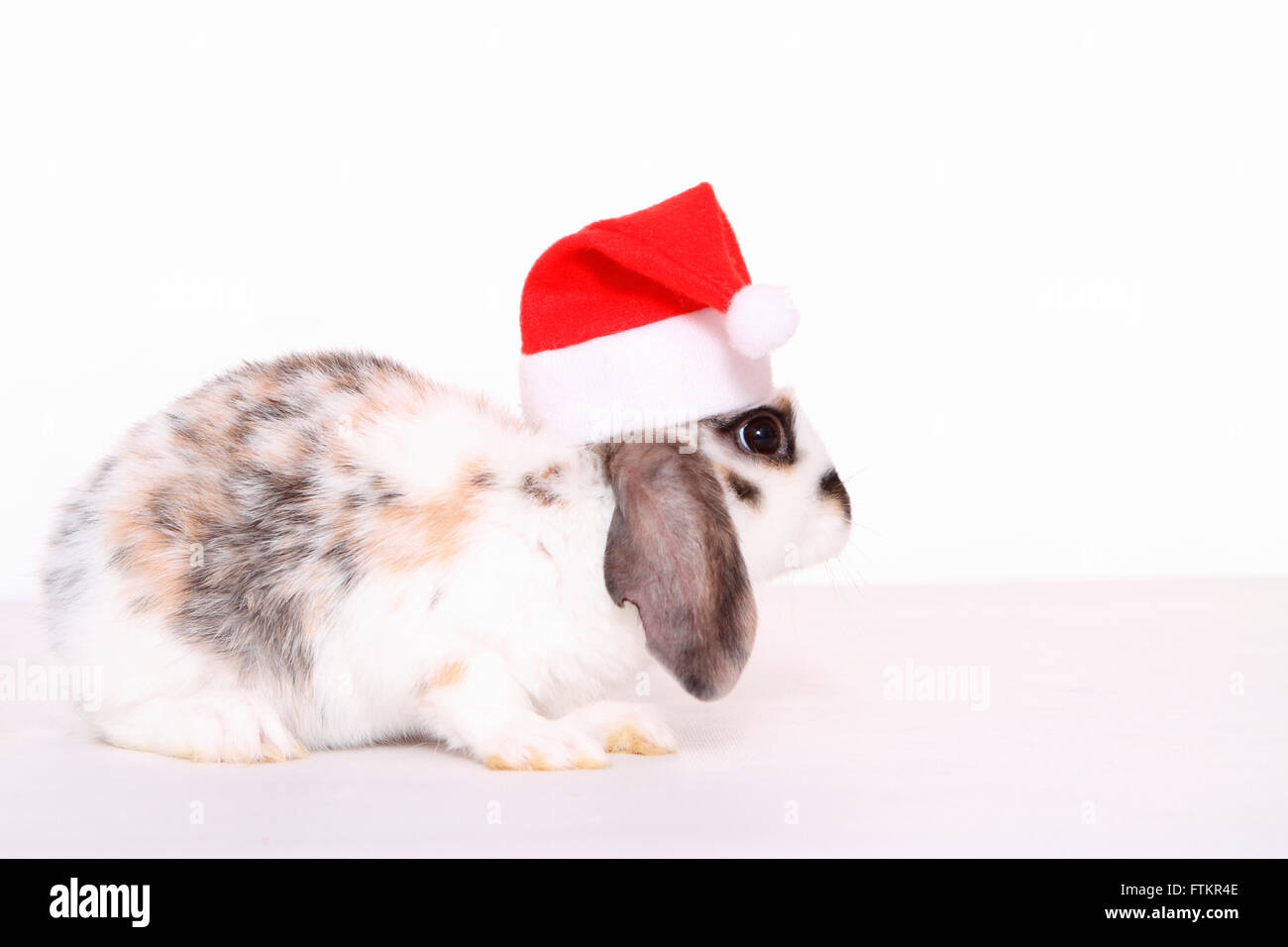 Lop-eared dwarf rabbit wearing a Santa Claus hat. Studio picture ...
