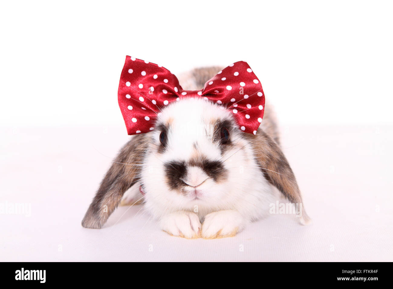 Lop-eared dwarf rabbit wearing a red hairbow with white polka dots ...