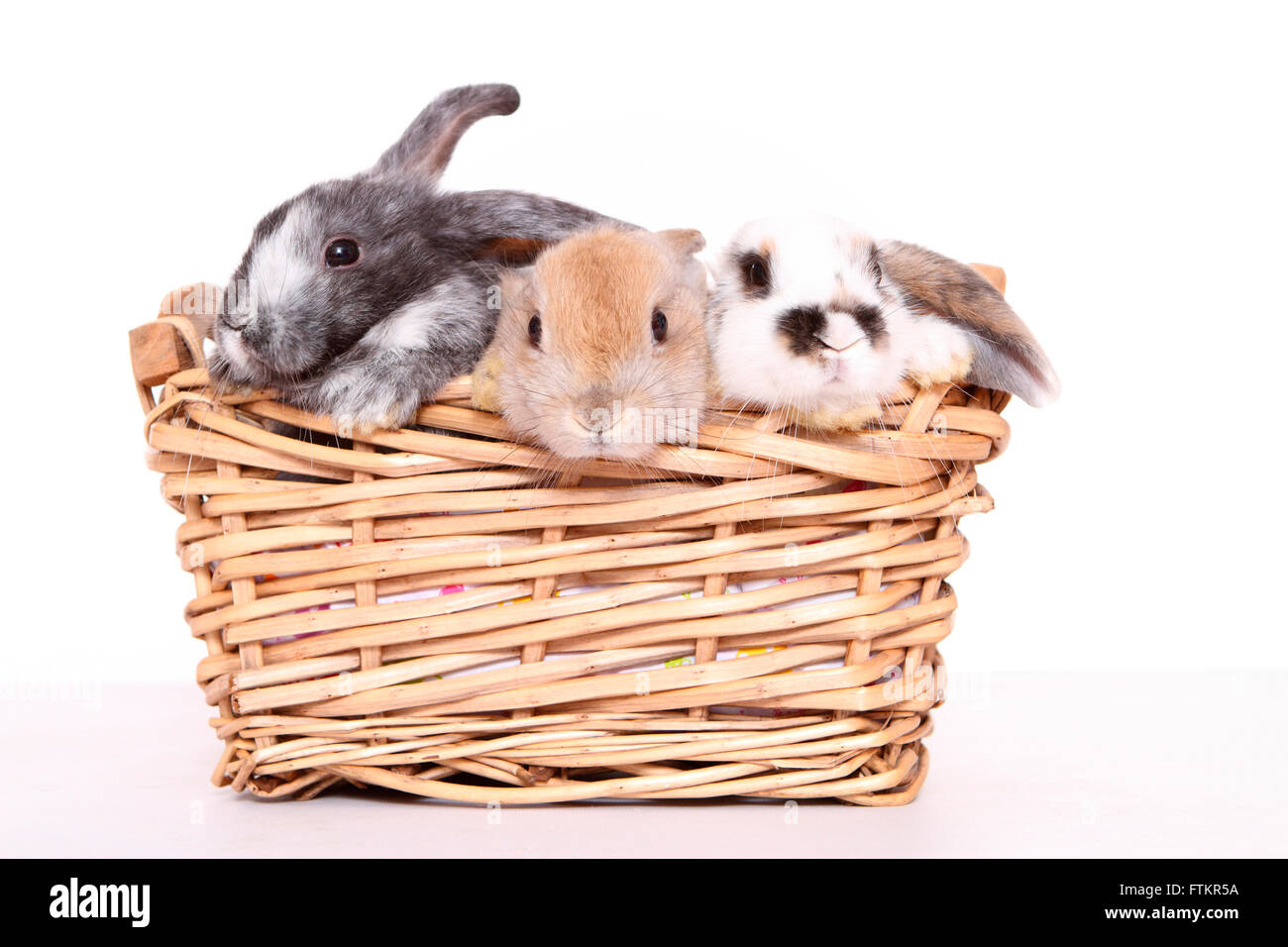 Dwarf rabbit and lop-eared dwarf rabbit. Three bunnies in a wicker ...