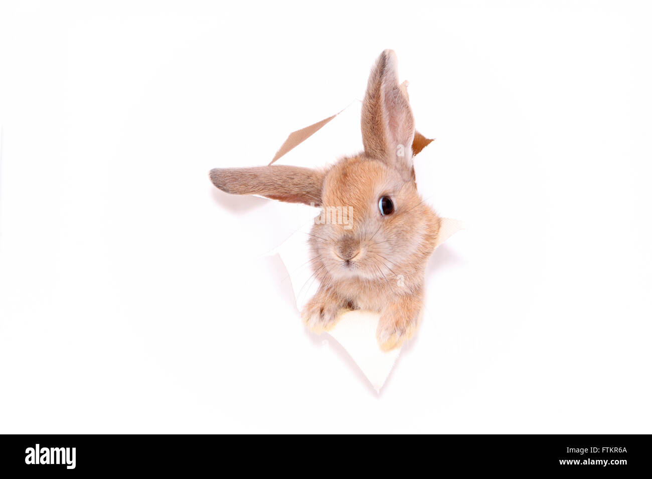 Dwarf rabbit looking through a white paper wall. Studio picture against ...