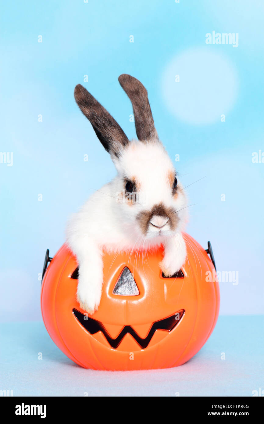 Dwarf rabbit looking out from a Jack-O-Lantern. Studio picture against ...