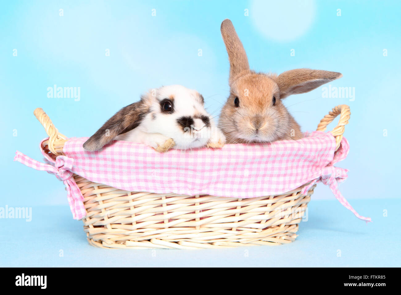 Dwarf rabbit and lop-eared dwarf rabbit. Two bunnies in a wicker basket ...