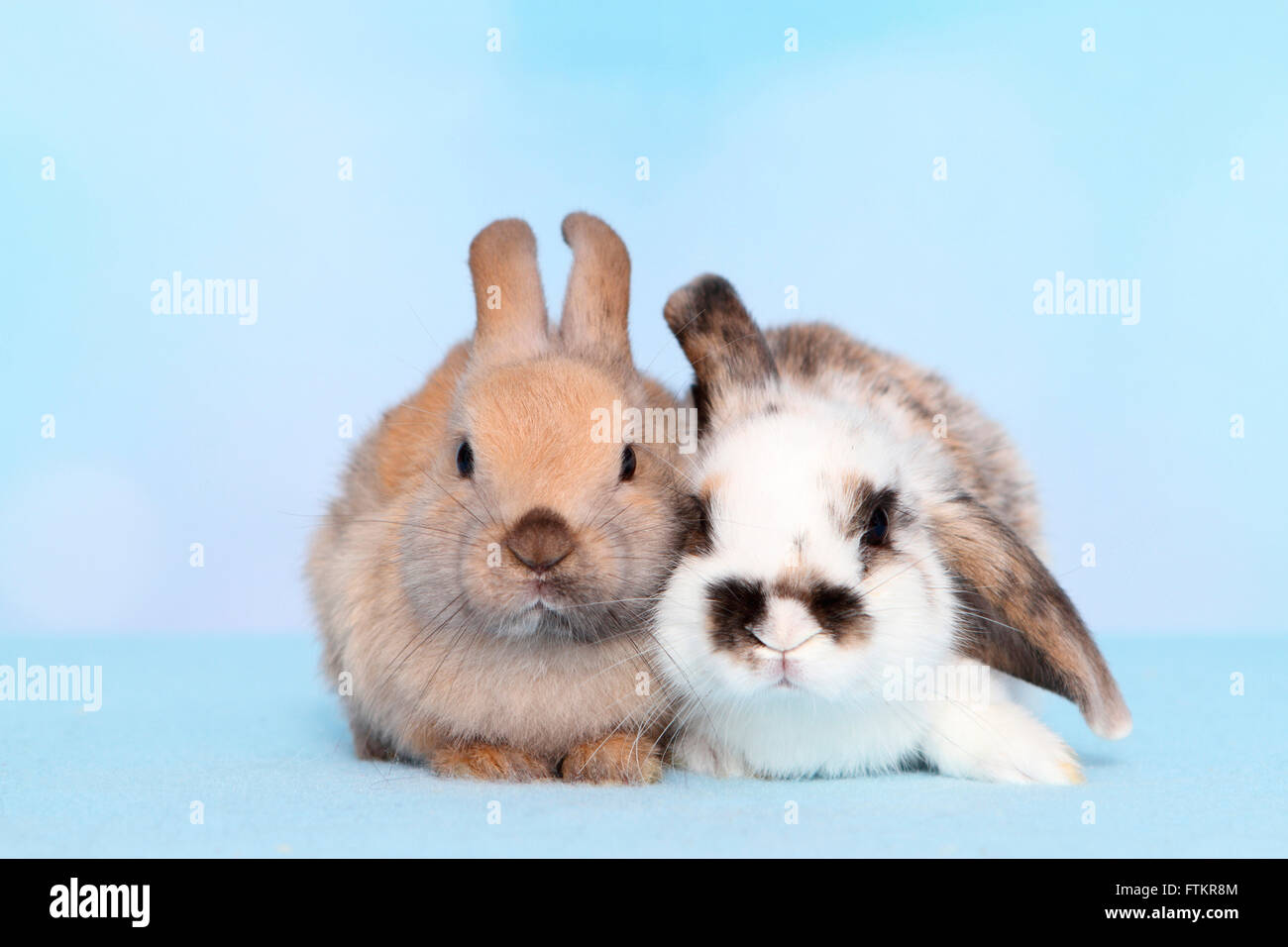Dwarf rabbit and lop-eared dwarf rabbit. Two bunnies next to each other ...