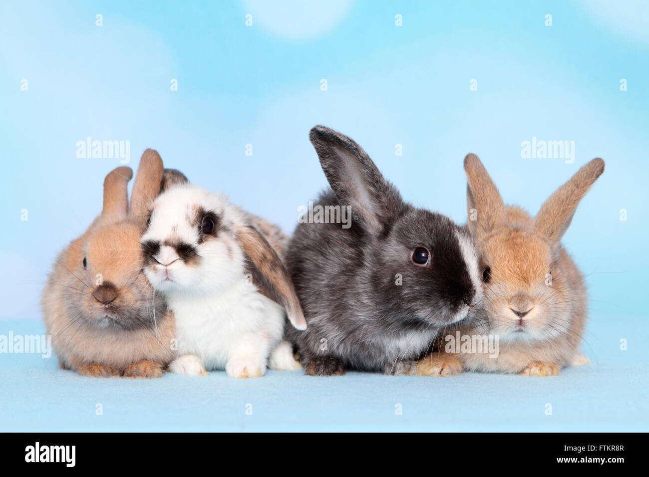 Dwarf rabbit and lop-eared dwarf rabbit. Four bunnies next to each ...