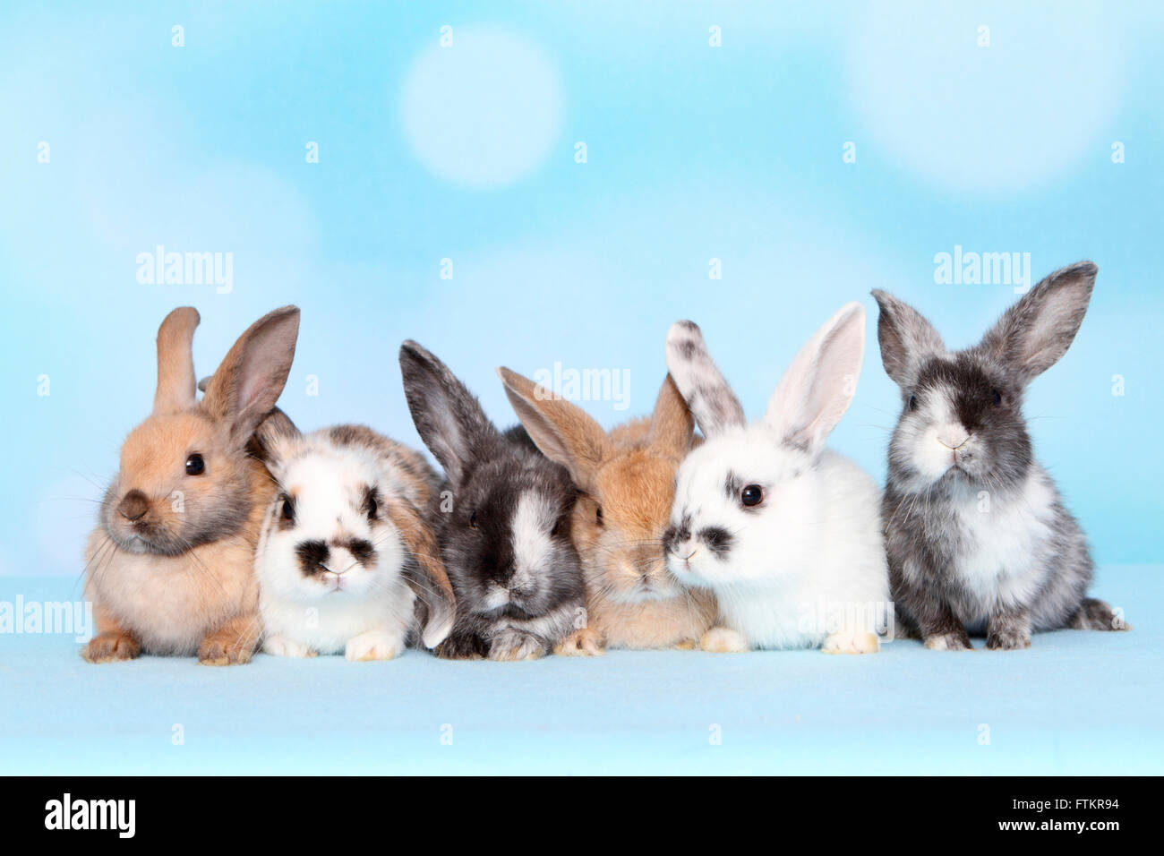 Dwarf rabbit and lop-eared dwarf rabbit. Six bunnies next to each other ...