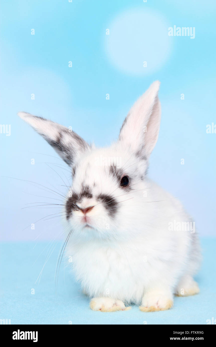 Dwarf rabbit. Young lying. Studio picture against a blue background ...