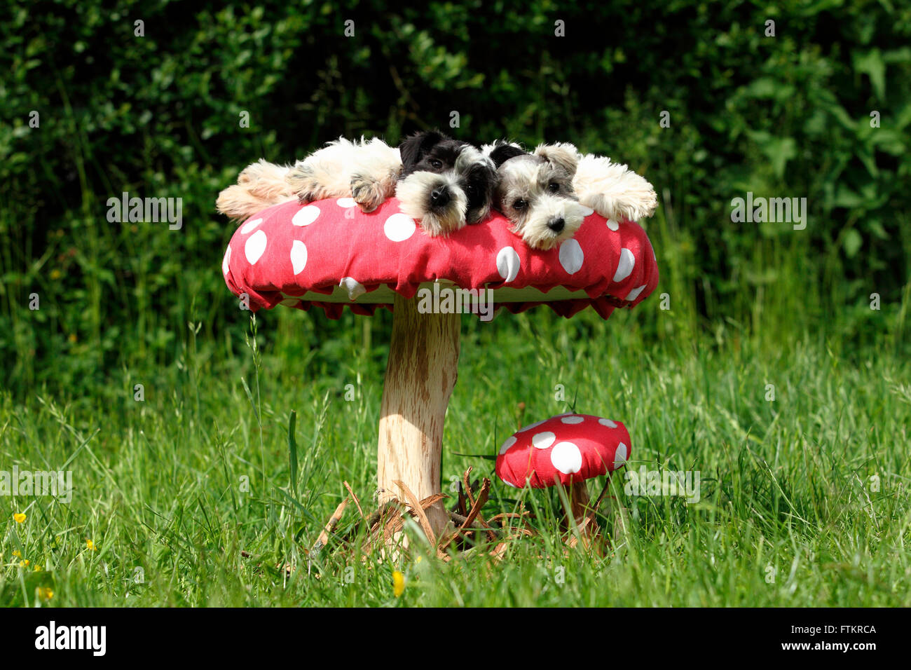 Miniature schnauzer dog old hi-res stock photography and images - Alamy