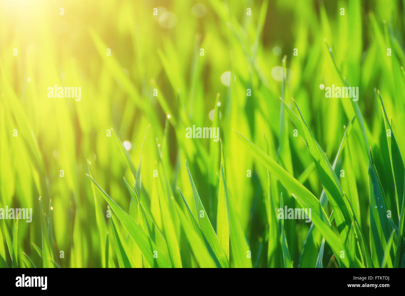 Natural abstract sunny background Stock Photo - Alamy
