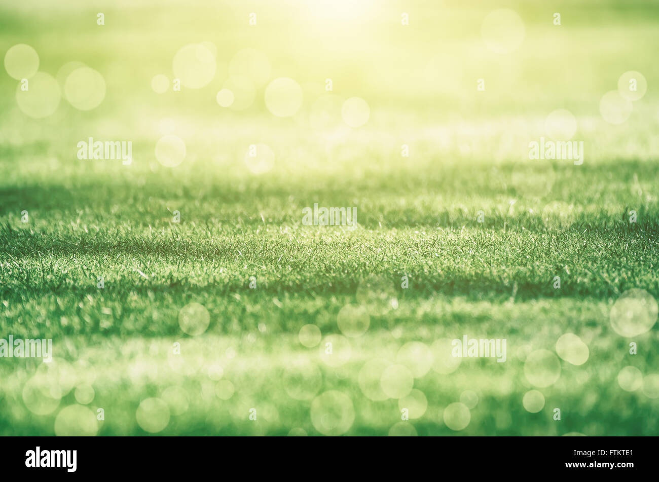 Green grass field background Stock Photo - Alamy