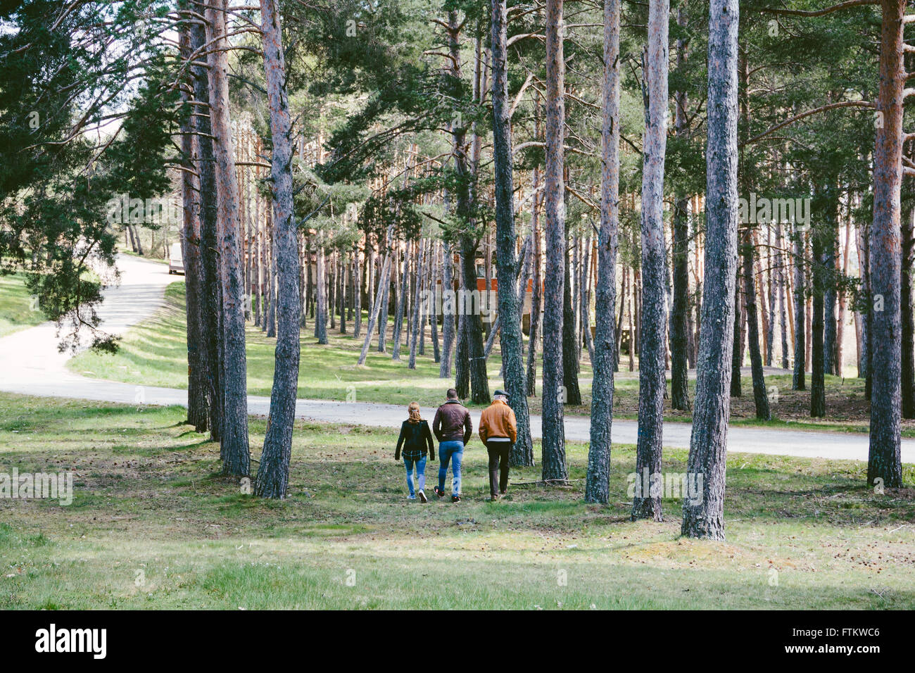 View of three people walking amongst tall trees with a road crossing ...