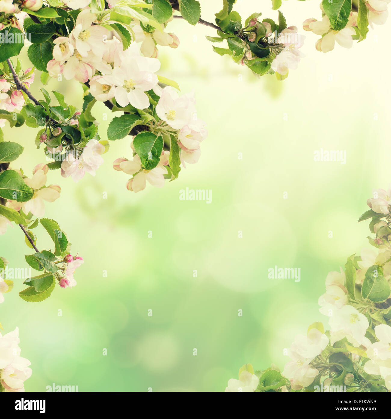 Apple floral background Stock Photo - Alamy
