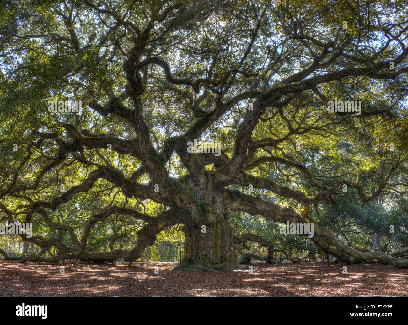 Angle Oak Tree – Majestic live oak angle tree Stock Photo - Alamy
