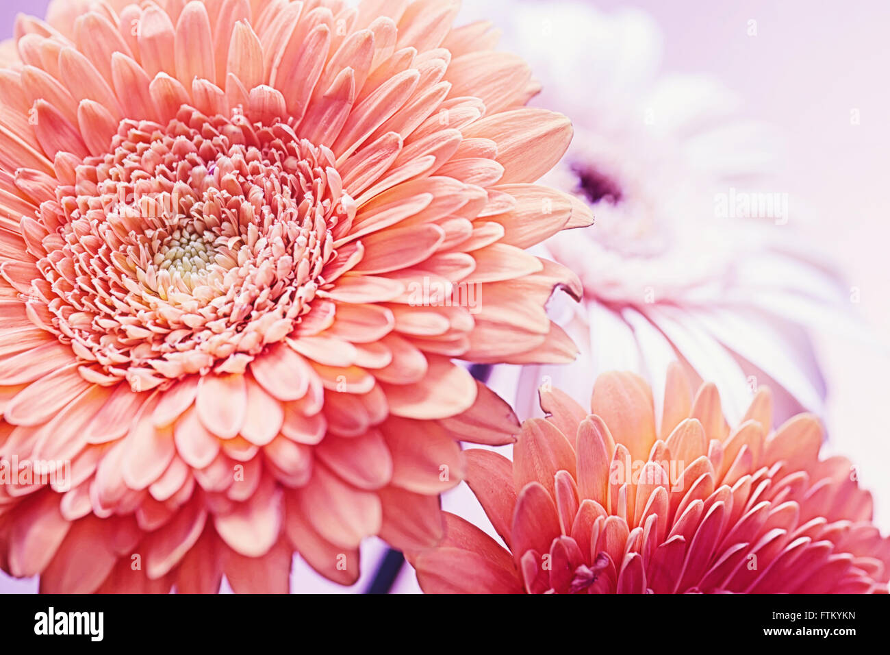 Three flowers of gerberas closeup Stock Photo - Alamy