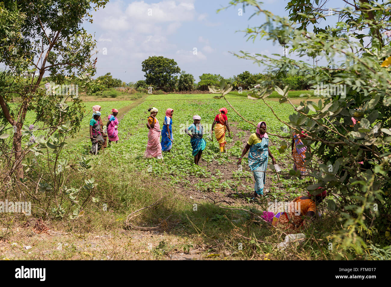 A group of Indian women working in the fields along the Chennai Road ...