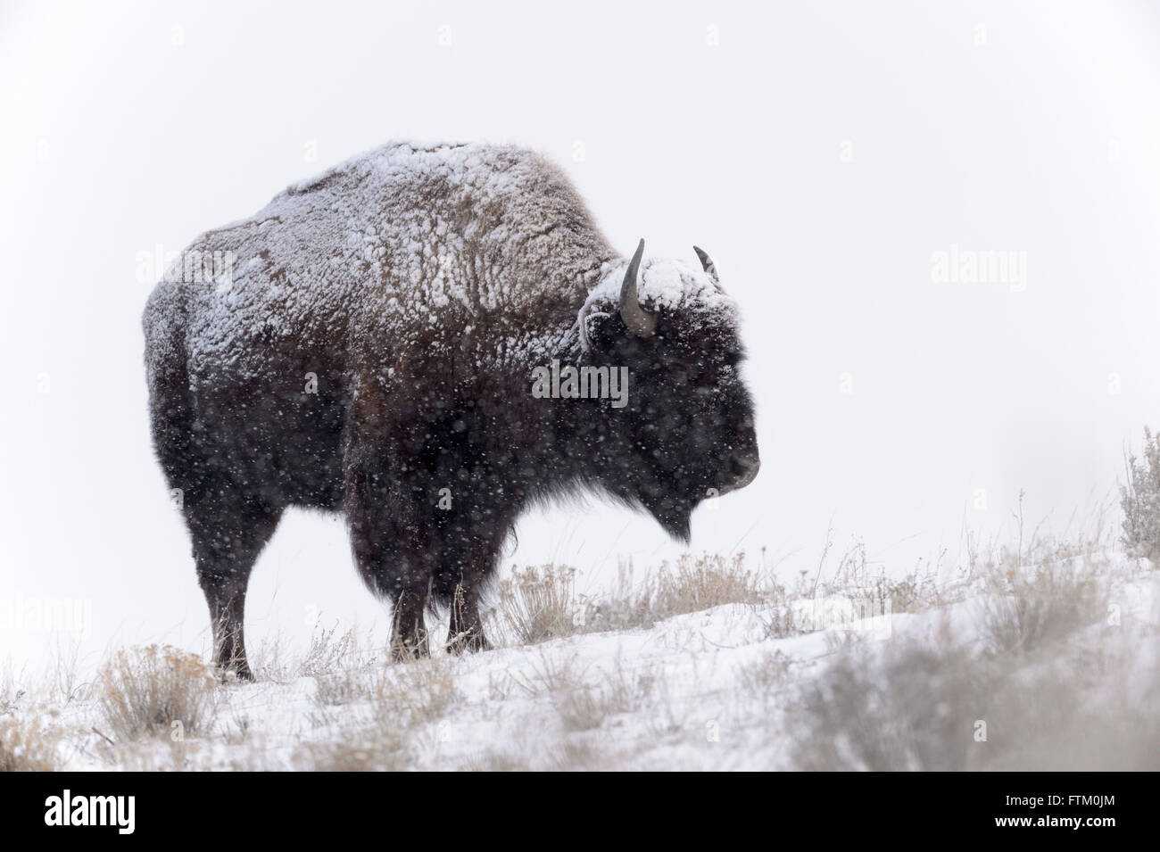 Blizzard [prairies winter storm] hi-res stock photography and images ...