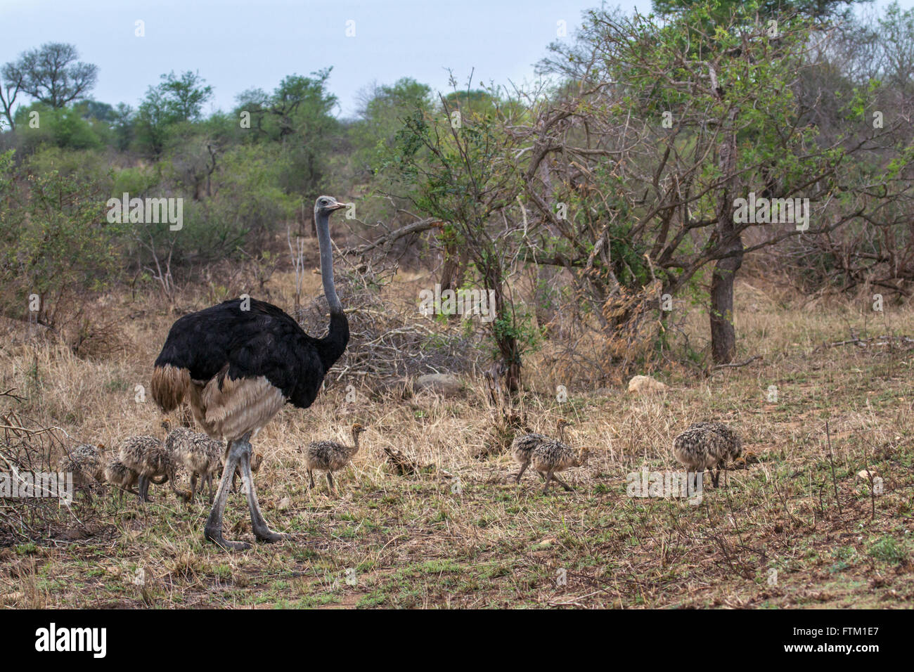 African ostrich in Kruger national park, South Africa ; Specie Struthio ...